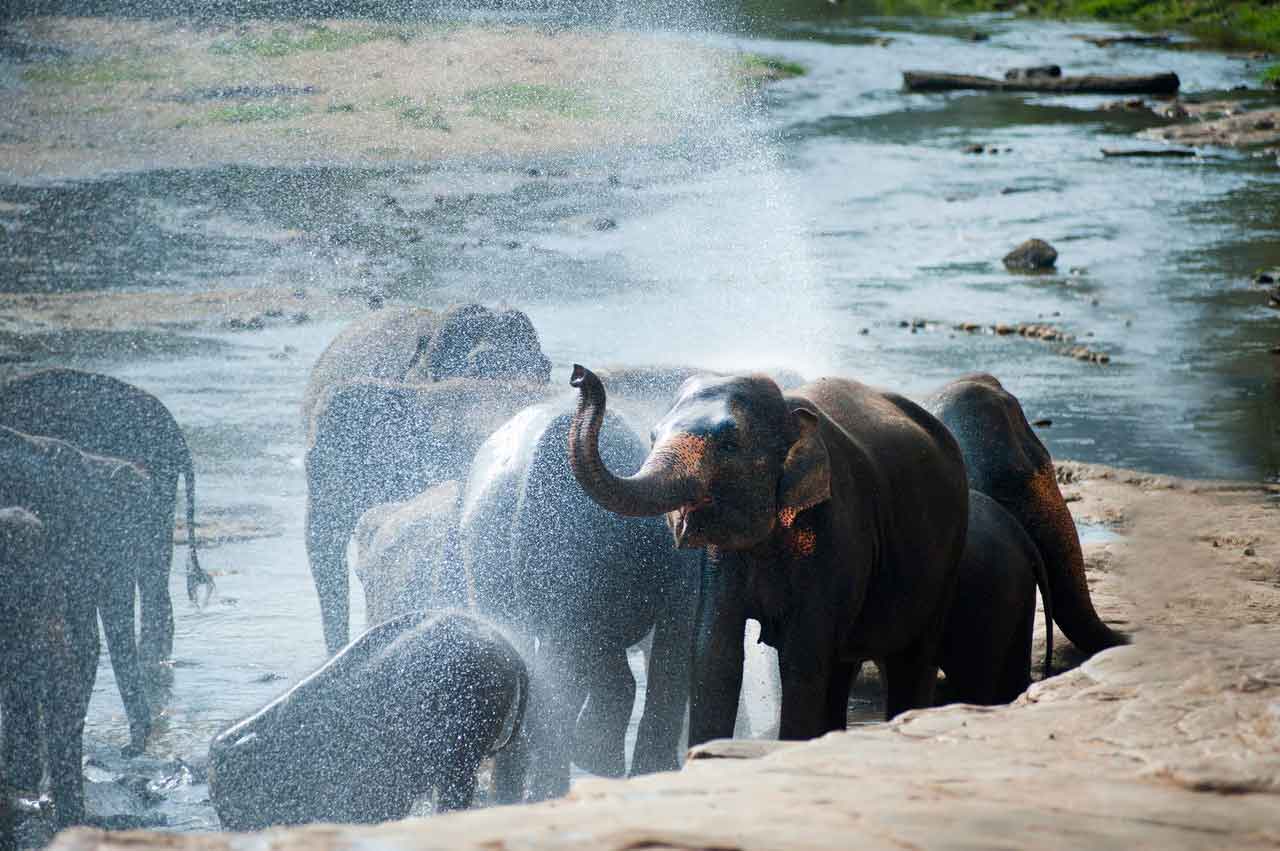 Save 40,000 Elephants - EP Kamat Group